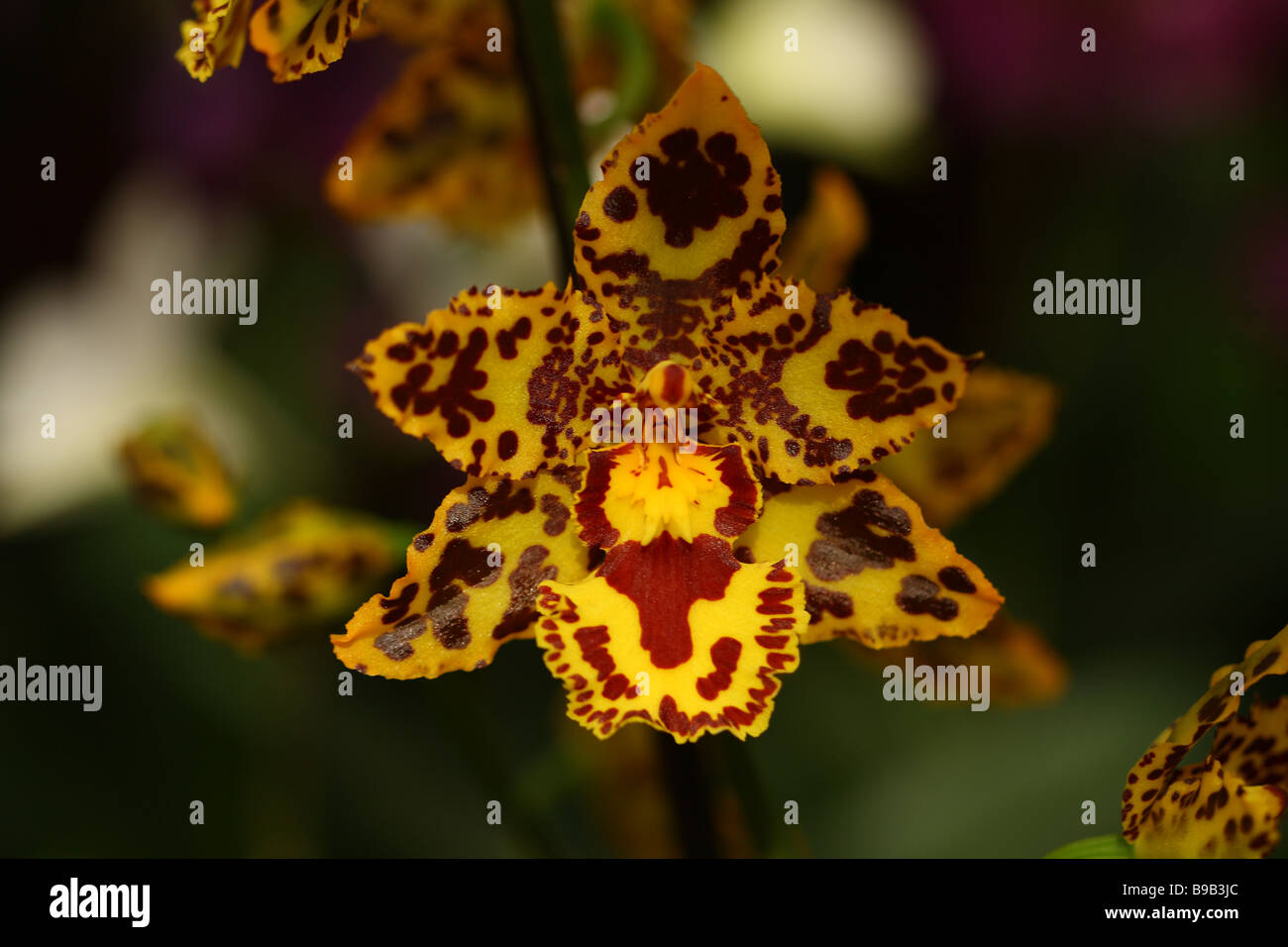Tiger orchid flower hi-res stock photography and images - Alamy