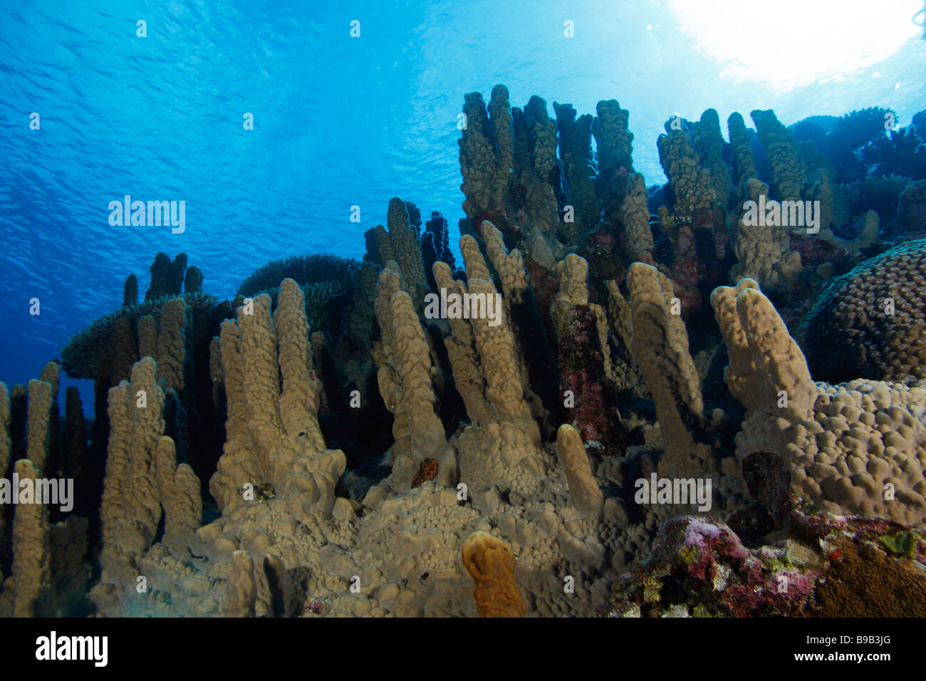 A large reef formation of different types of corals and sponges sloping ...