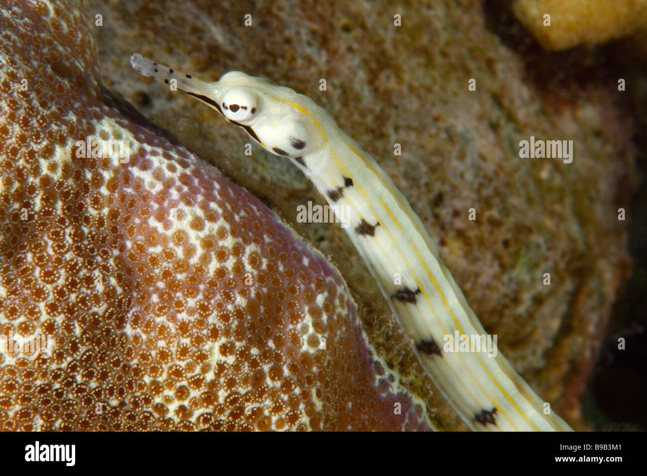 A close-up picture of a white pipefish with brown coral head in the ...