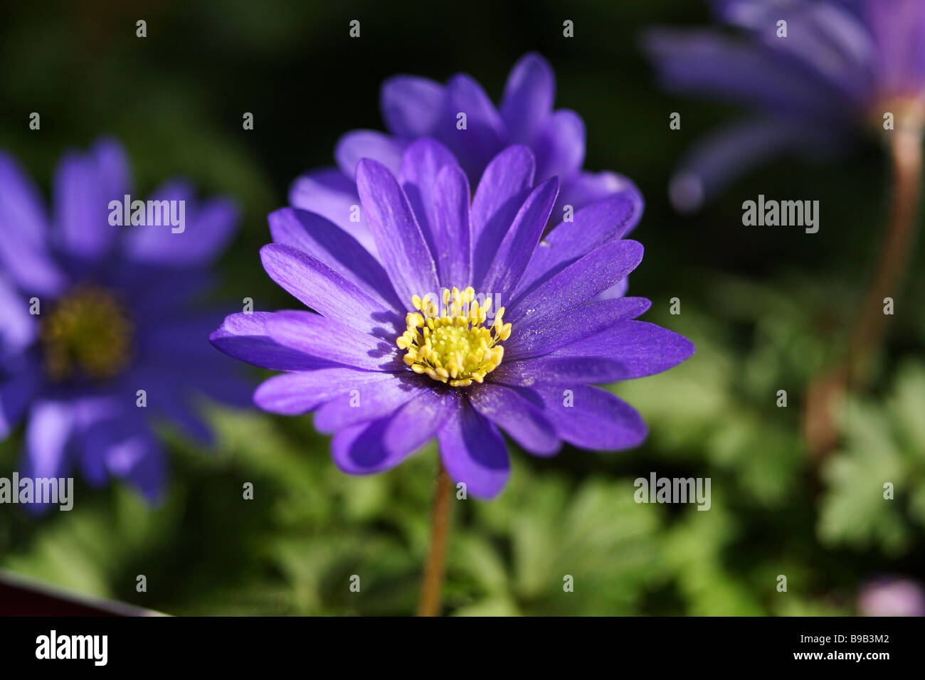 Blue anemone hi-res stock photography and images - Alamy