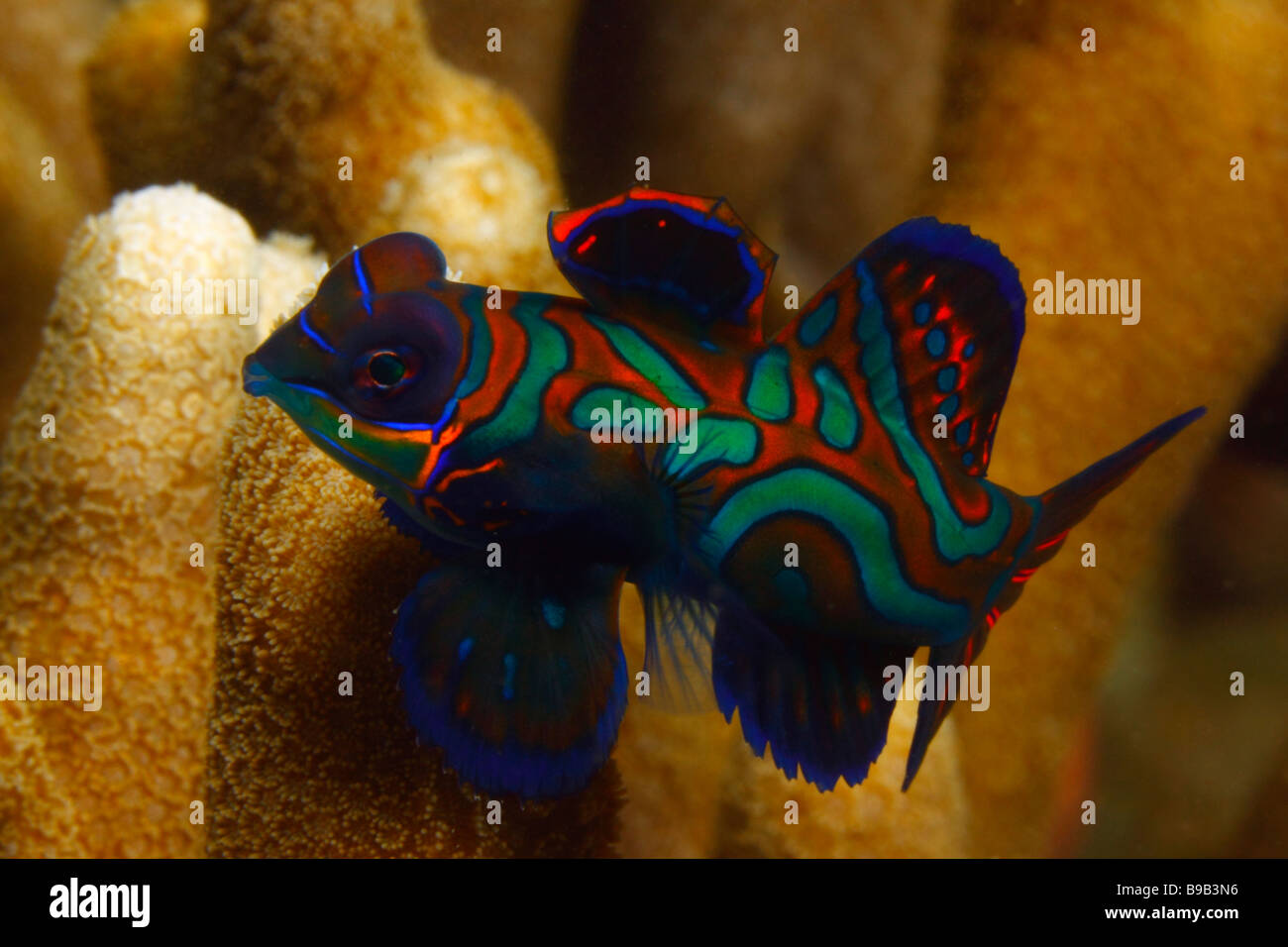 A female Mandarin fish (Synchiropus splendidus) feeding in the finger ...