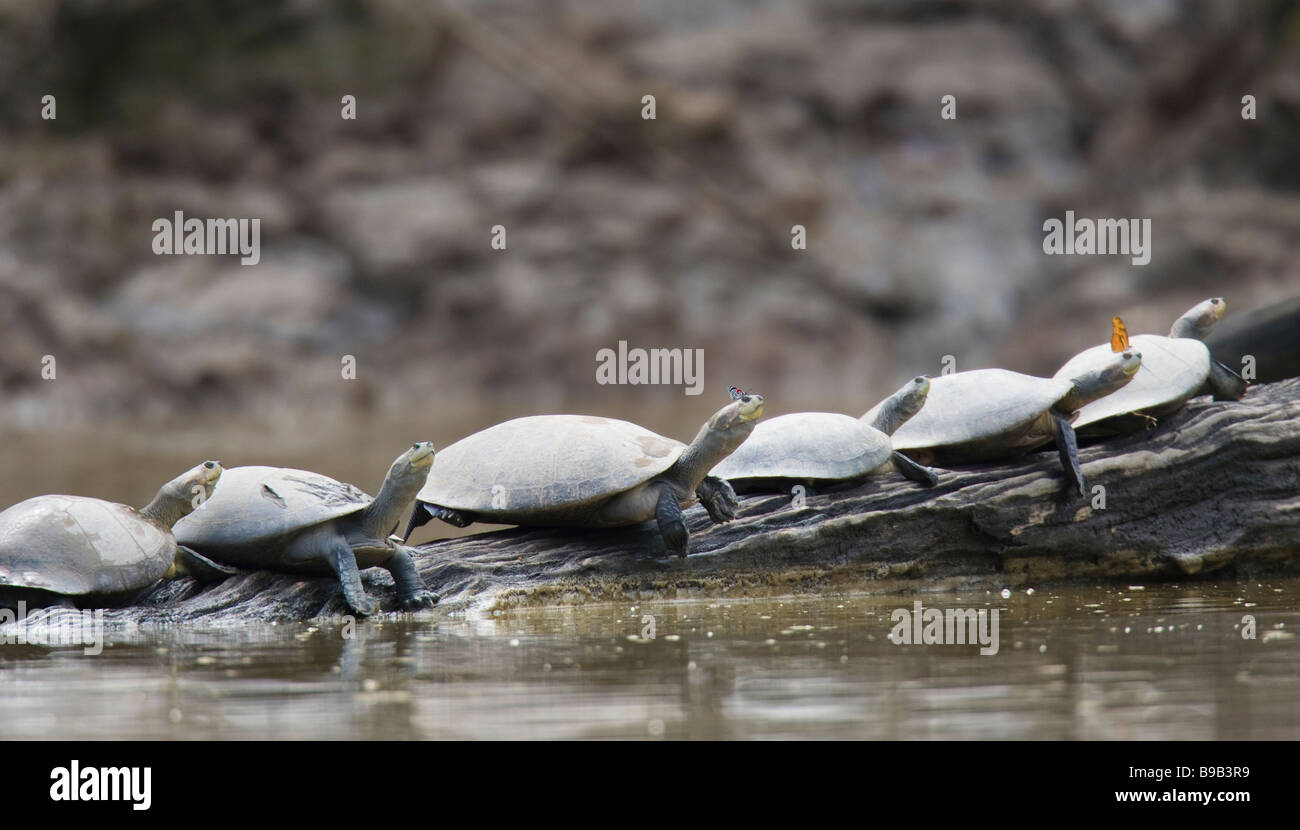 Yellow-spotted River Turtles (Podocnemis unifilis) resting on a ...