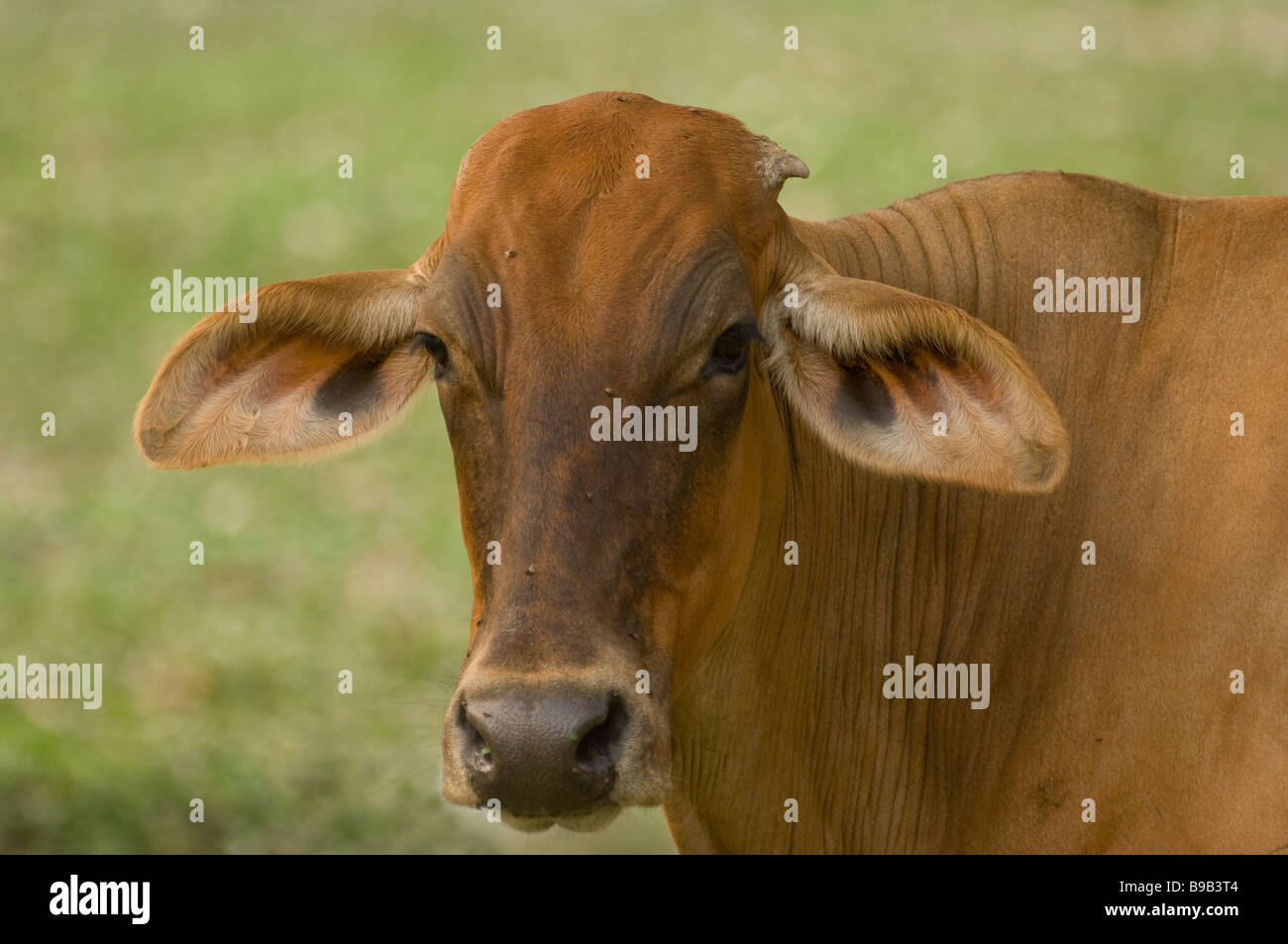 Cattle ranching in Pantanal, Brazil Stock Photo - Alamy