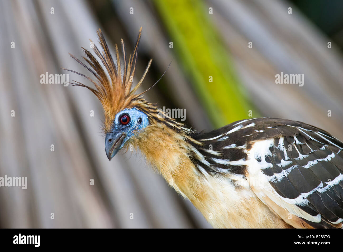 Hoatzin hi-res stock photography and images - Alamy