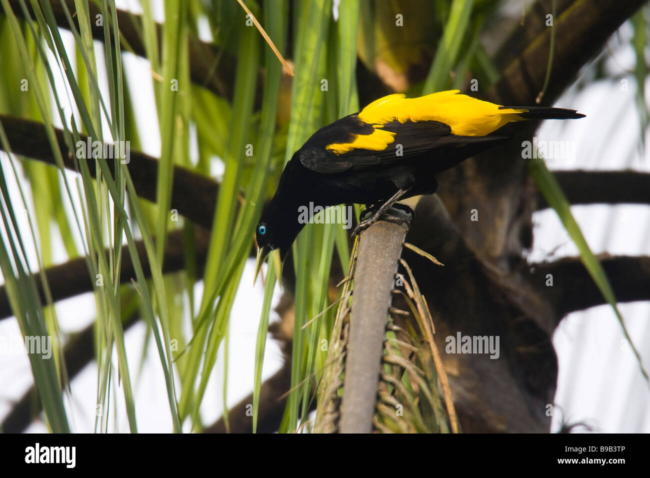 Yellow-rumped Cacique (Cacicus cela) displaying in a palm tree Stock ...