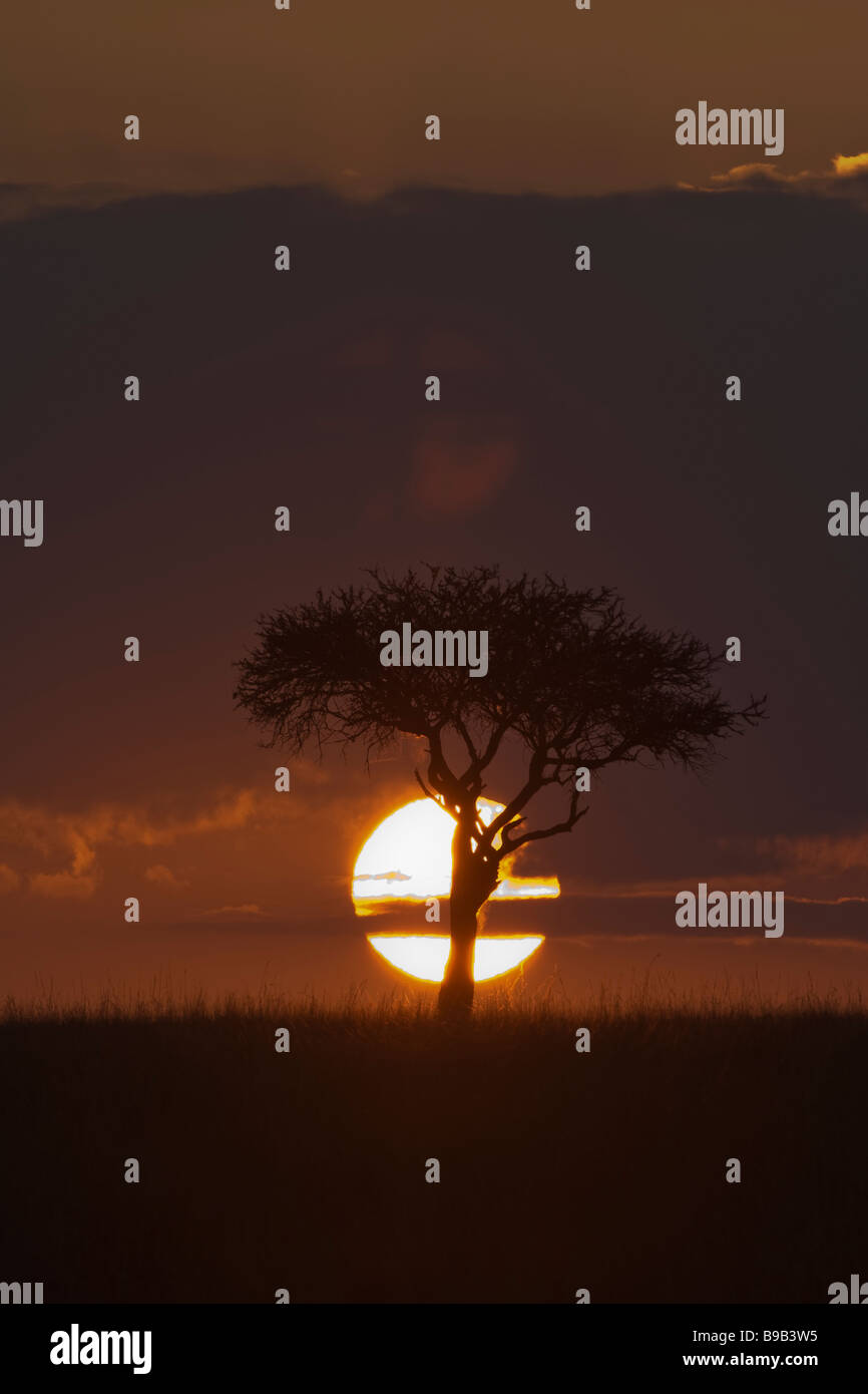 Sunrise Shepard tree Boscia albitrunca Masai Mara, Kenya, Africa Stock ...