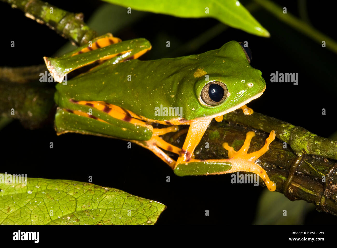 Barred monkey frog hi-res stock photography and images - Alamy
