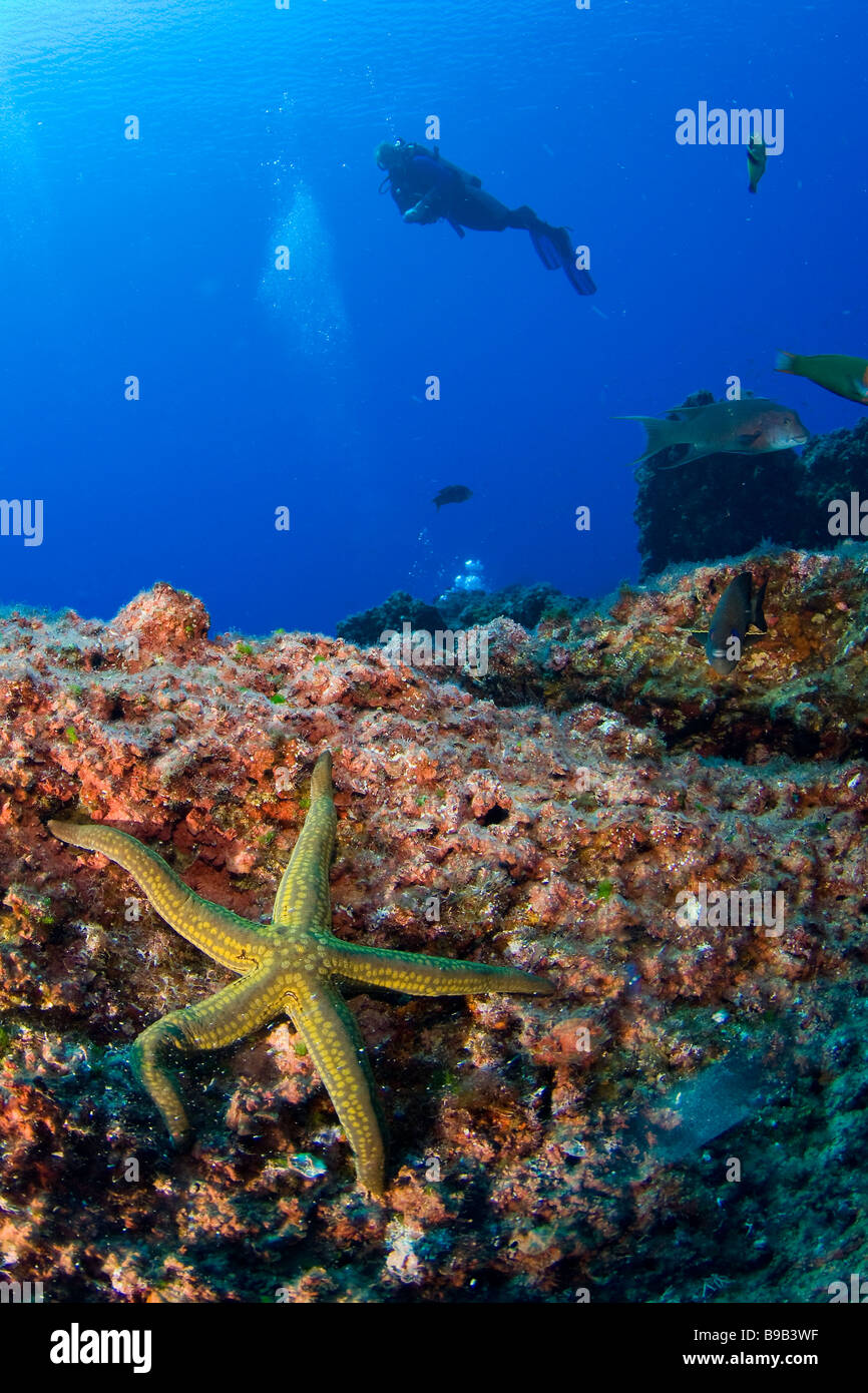 Diver swimming over reef Rocas Alijos Baja California Mexico Stock ...