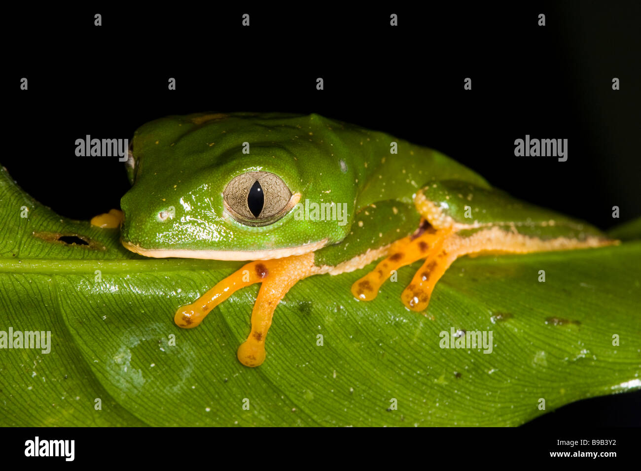 Barred Monkey Frog (Phyllomedusa tomopterna) sitting on a leaf Stock ...