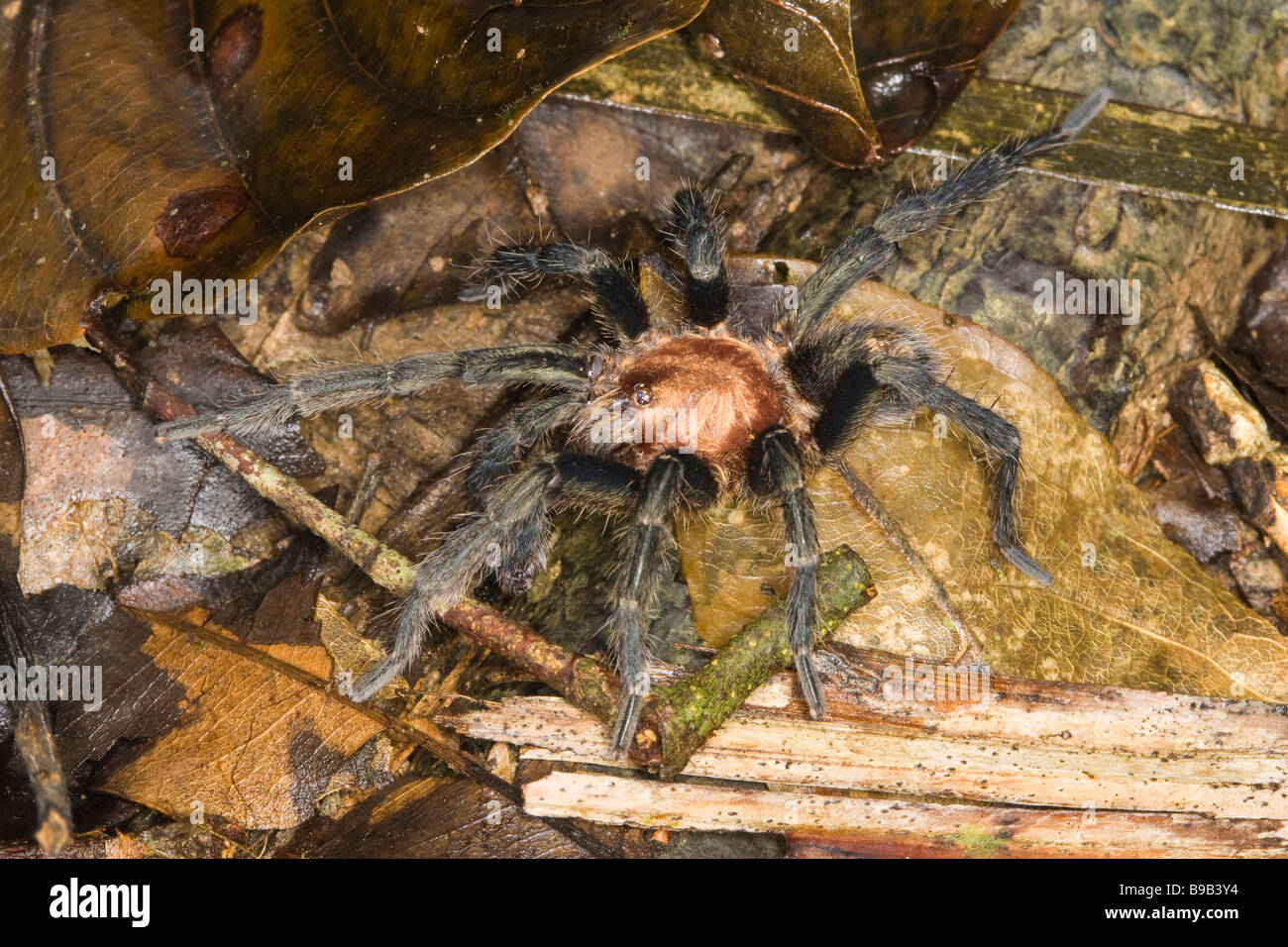 Theraphosidae Tarantula Spider High Resolution Stock Photography and ...