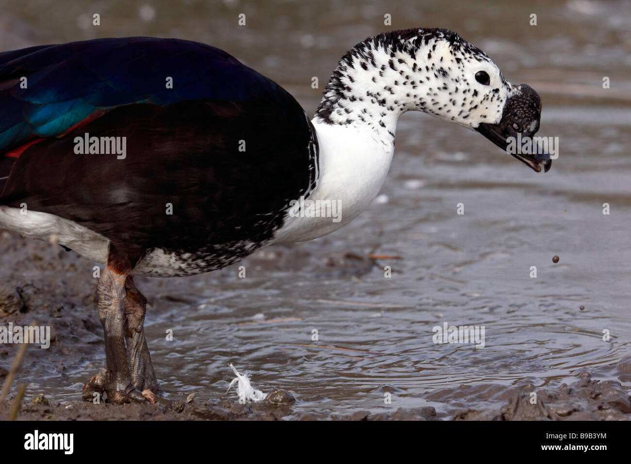 South American Comb Duck (Sarkidiornis melanotos sylvicola Stock Photo ...