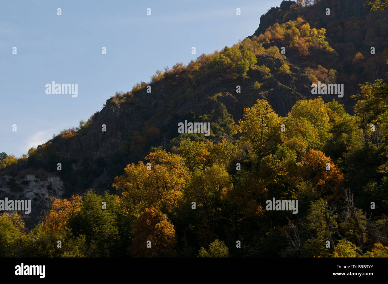 Forest of Southern Beeches (Nothofagus Macrocarpa) in fall colors ...
