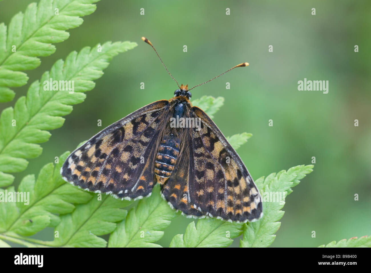 Spotted Fritillary Melitaea didyma Stock Photo - Alamy