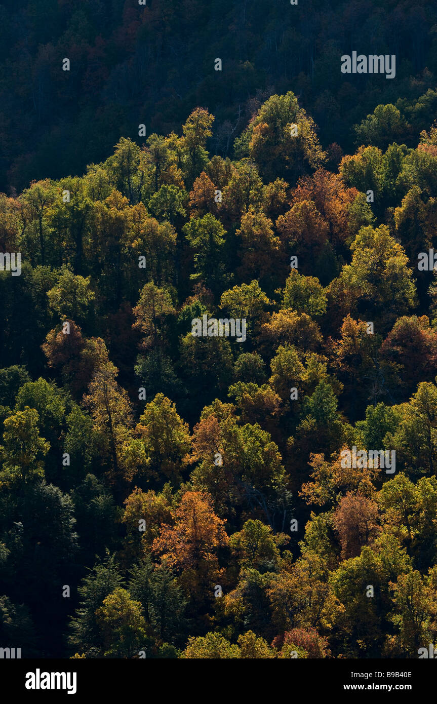 Forest of Southern Beeches (Nothofagus Macrocarpa) in fall colors ...