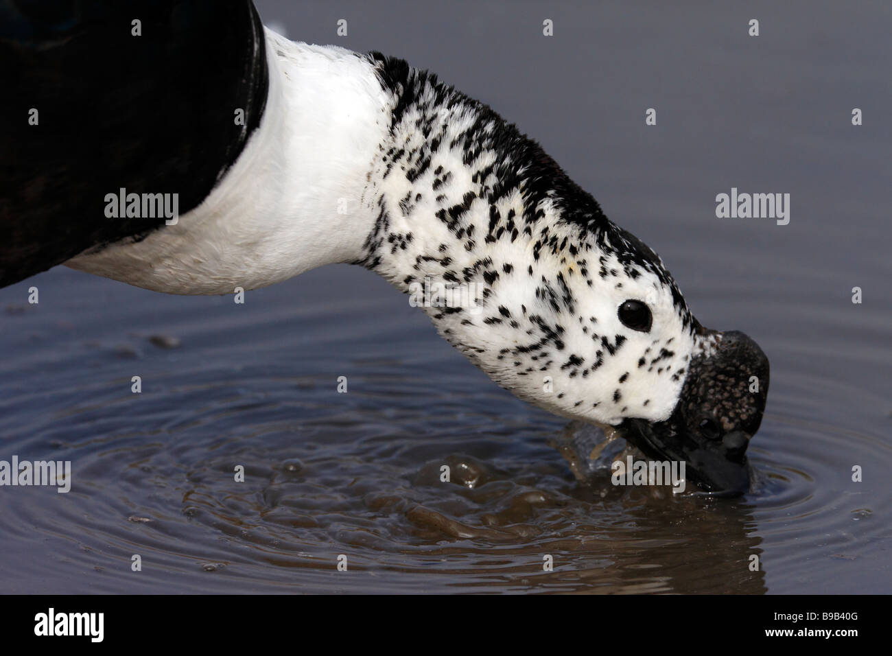 South American Comb Duck (Sarkidiornis melanotos sylvicola Stock Photo ...
