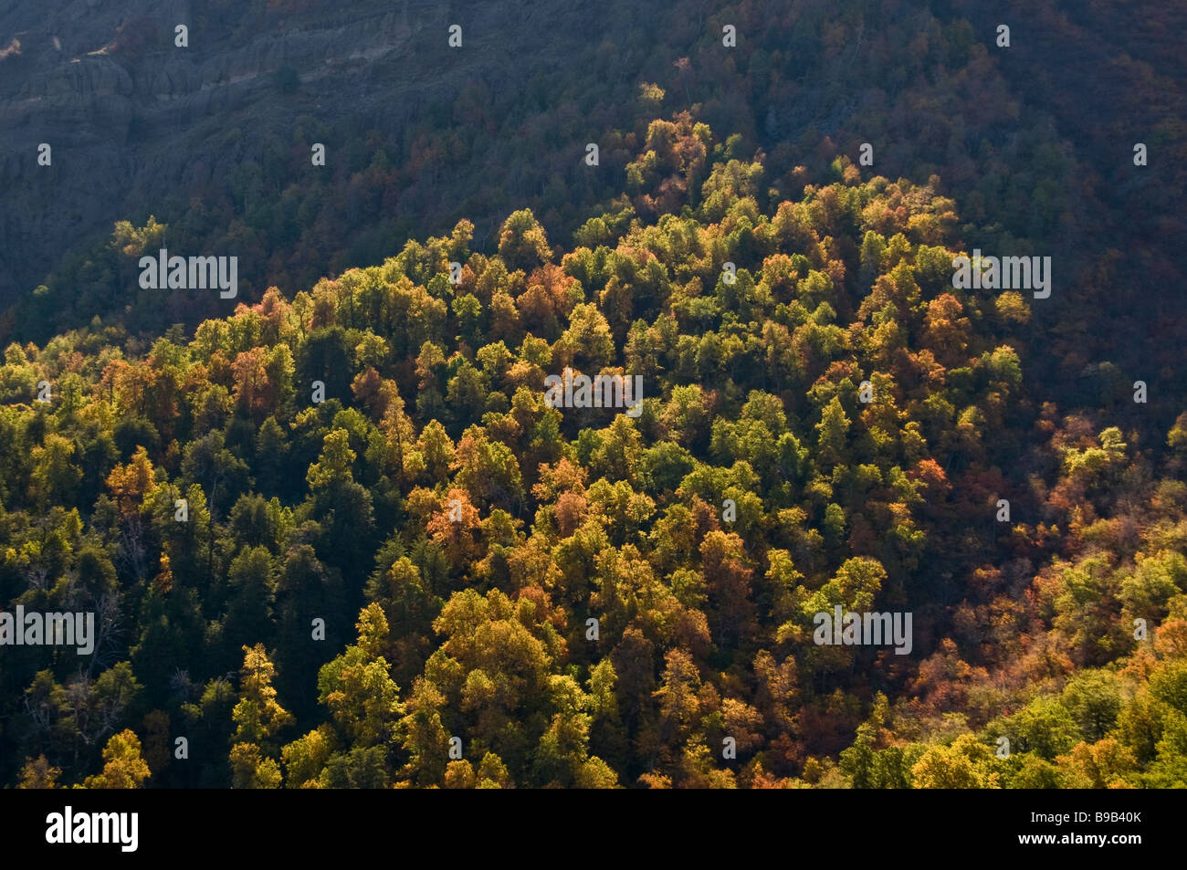 Forest of Southern Beeches (Nothofagus Macrocarpa) in fall colors ...
