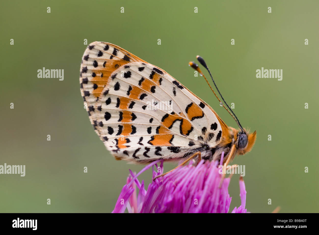Spotted Fritillary Melitaea didyma Stock Photo - Alamy