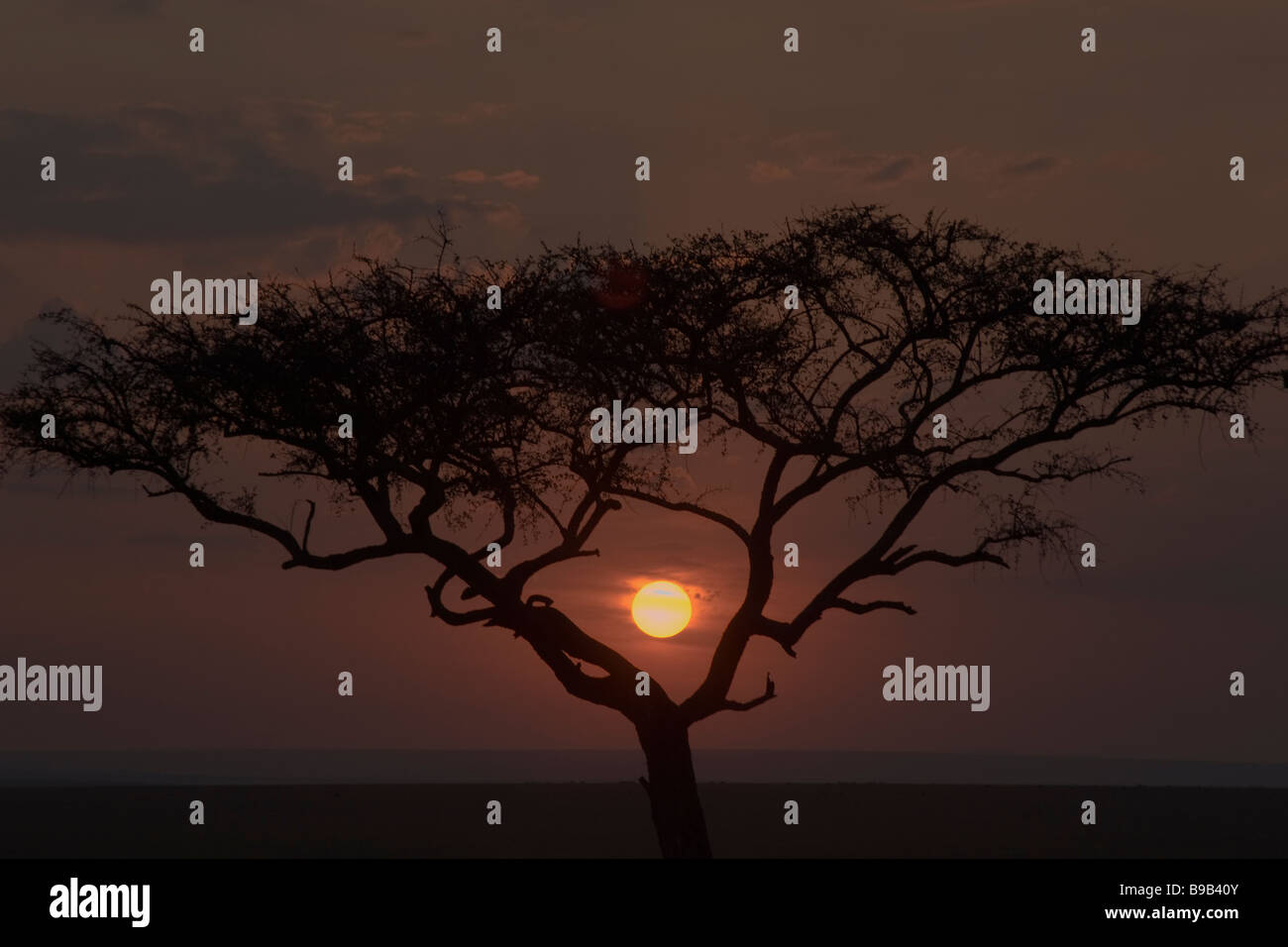 Sunrise Shepard tree Boscia albitrunca Masai Mara, Kenya, Africa Stock ...