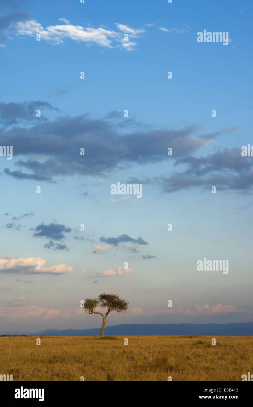 Sky and Shepard tree Boscia albitrunca Masai Mara, Kenya, Africa Stock ...