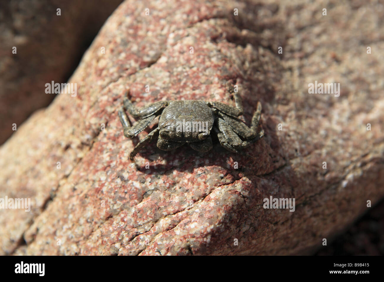 A crab on the rock Stock Photo - Alamy