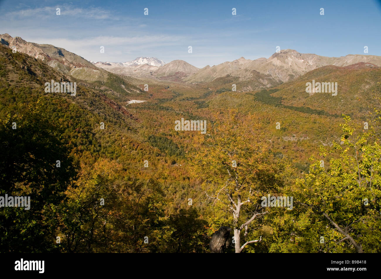 Forest of Southern Beeches (Nothofagus Macrocarpa) in fall colors ...