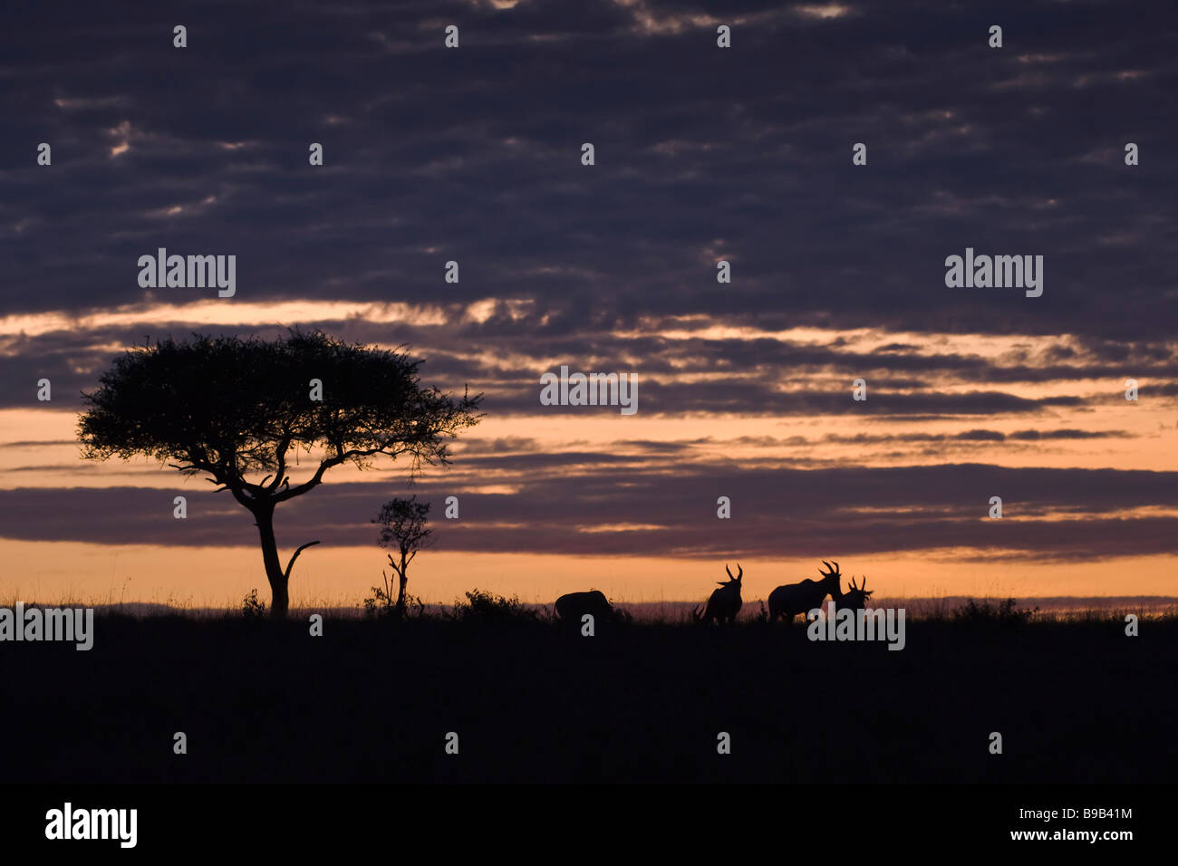 Topi and shepard tree hi-res stock photography and images - Alamy