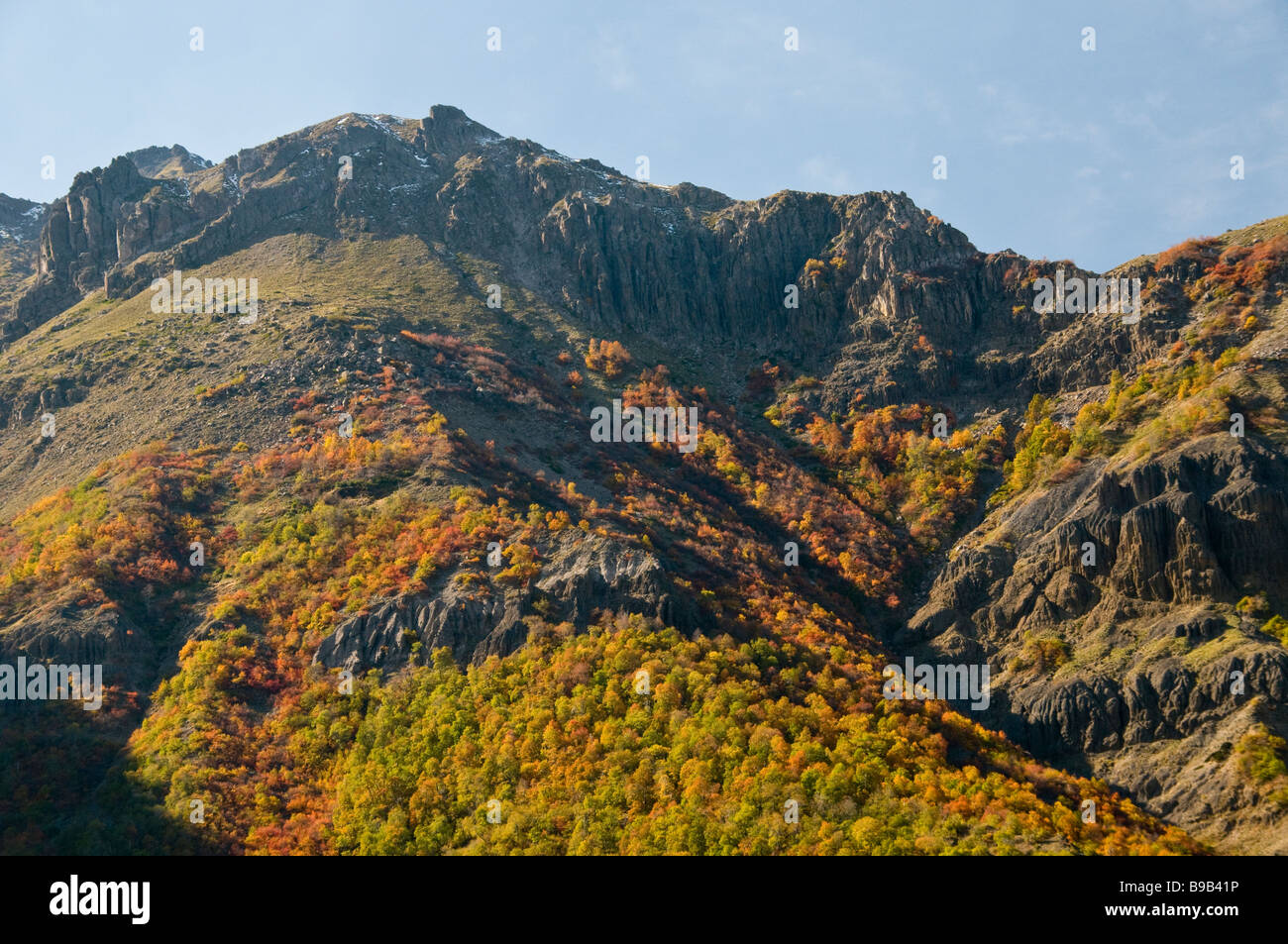 Forest of Southern Beeches (Nothofagus Macrocarpa) in fall colors ...