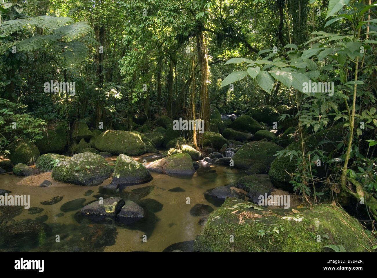 Atlantischer regenwald hi-res stock photography and images - Alamy