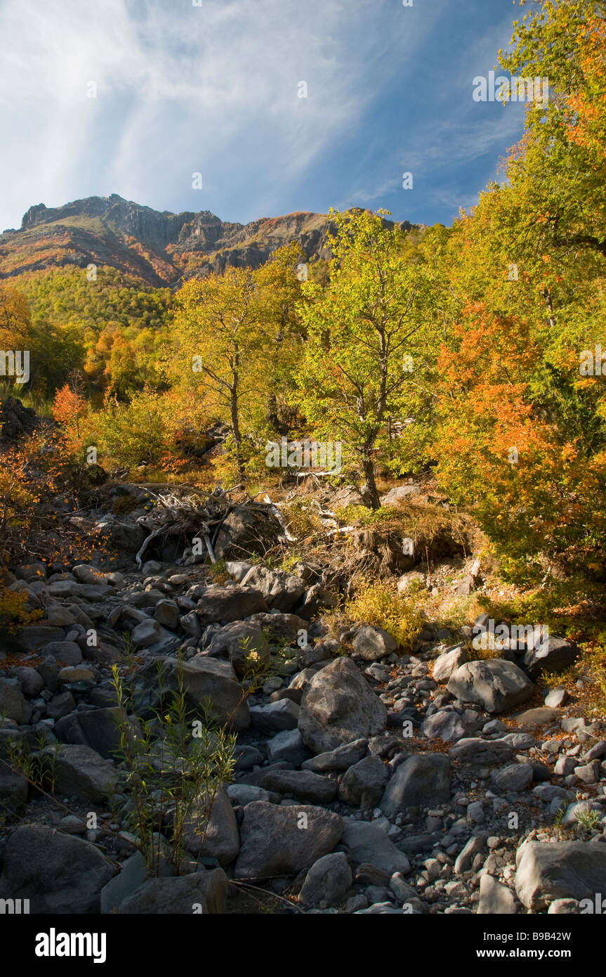 Forest of Southern Beeches (Nothofagus Macrocarpa) in fall colors ...