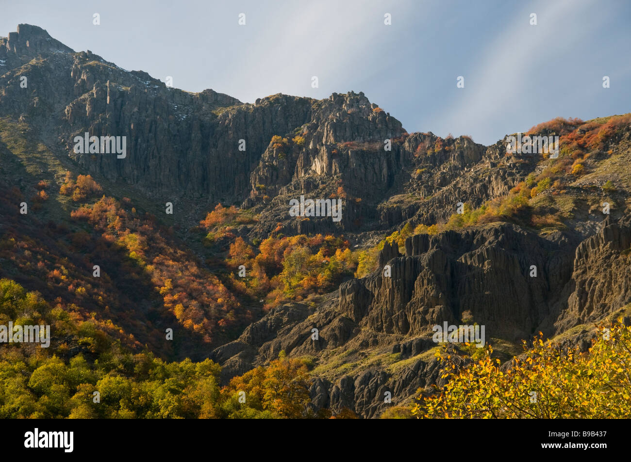 Forest of Southern Beeches (Nothofagus Macrocarpa) in fall colors ...