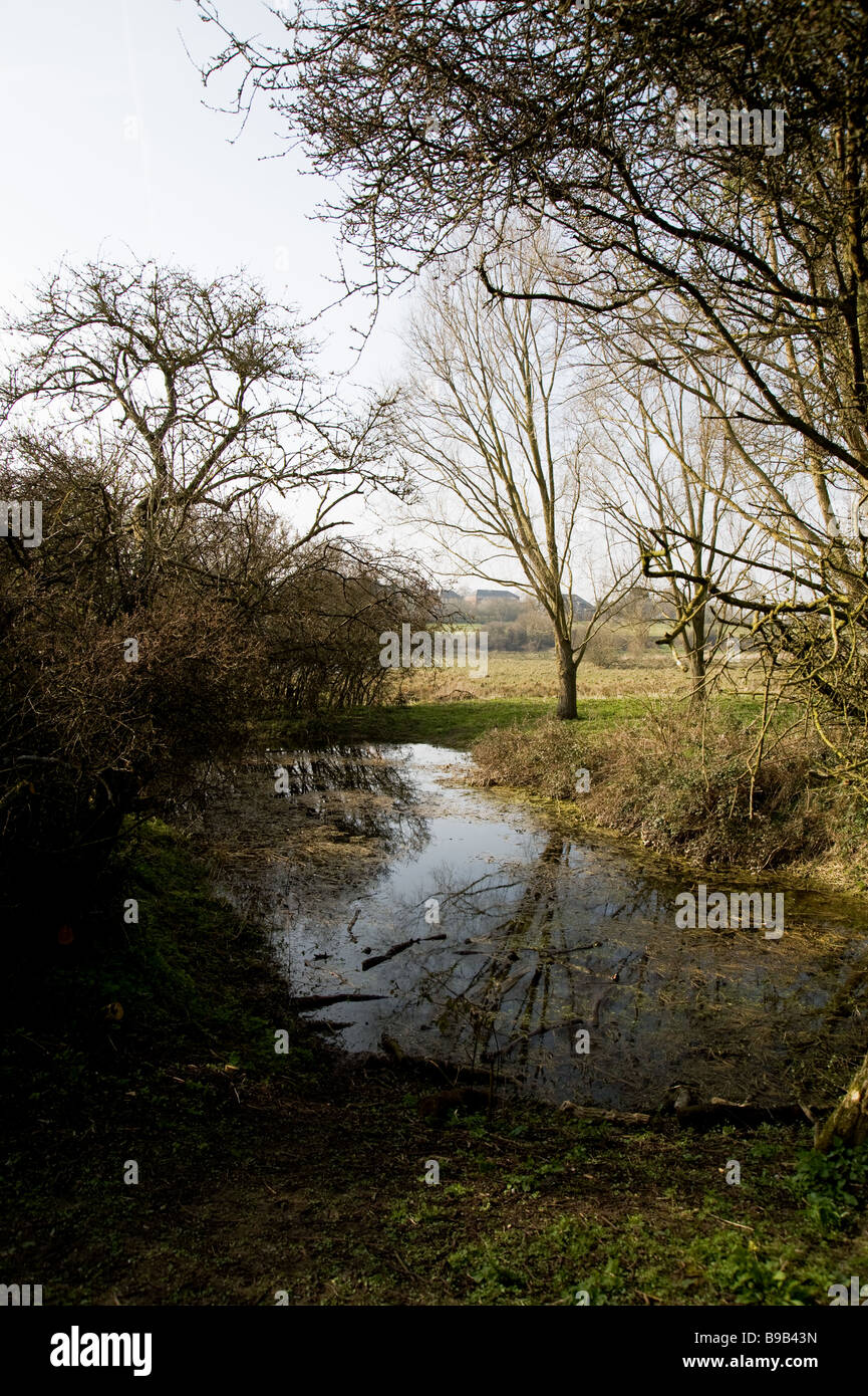 Pond surrounded by Trees Stock Photo - Alamy