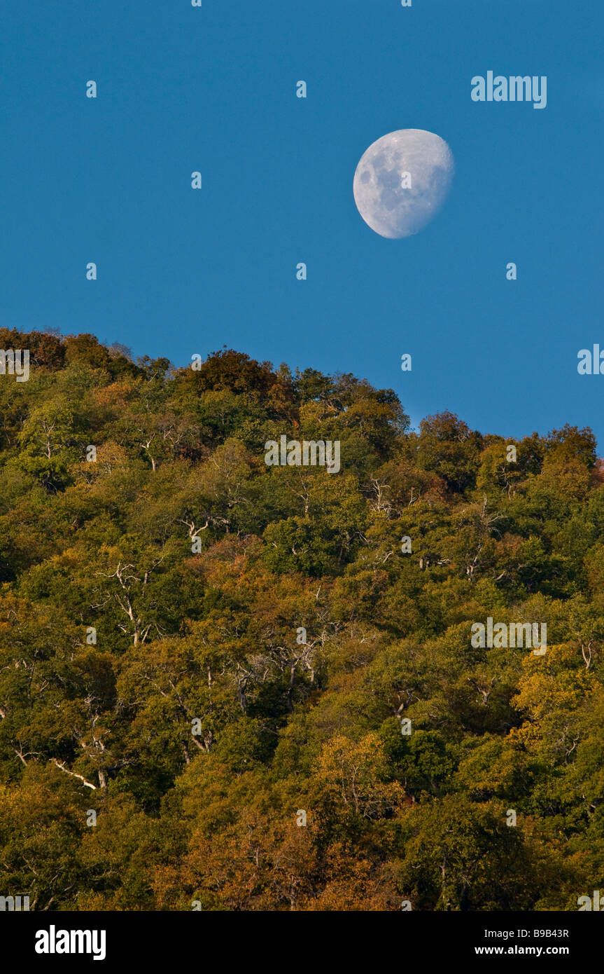 Forest of Southern Beeches (Nothofagus Macrocarpa) in fall colors ...