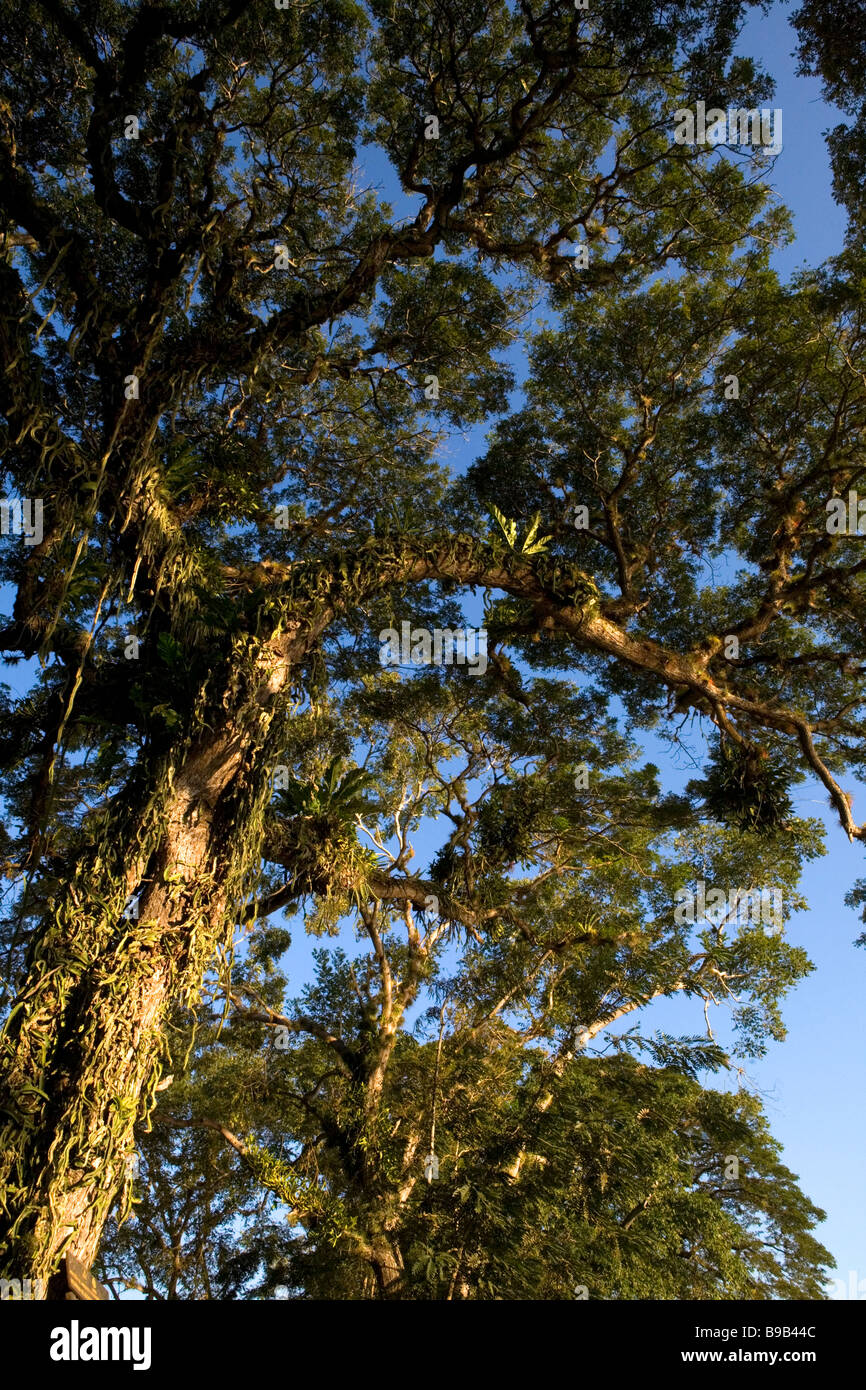 A tree on the island of Mancarron part of the Solentiname archipelago ...