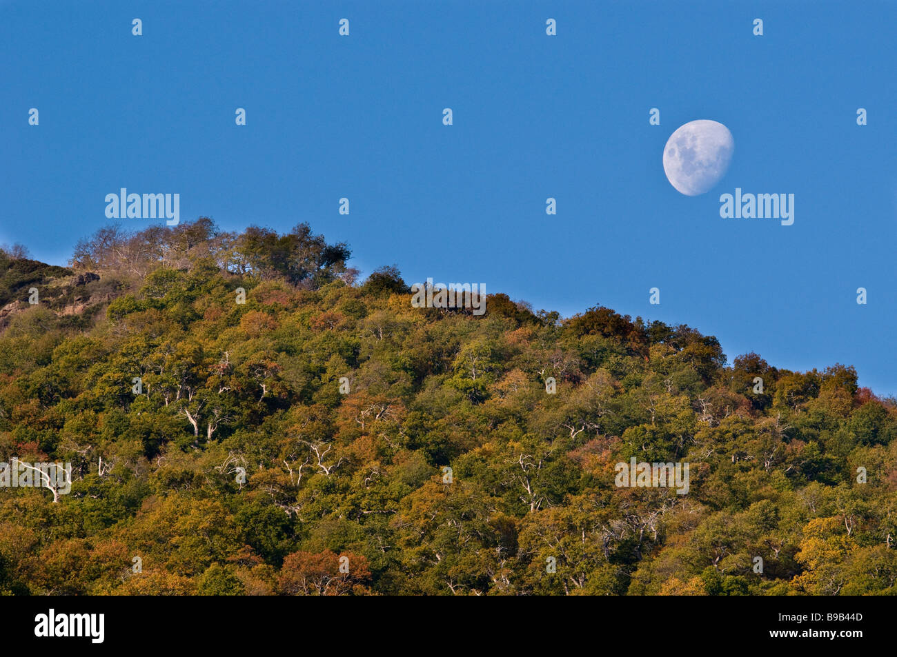 Forest of Southern Beeches (Nothofagus Macrocarpa) in fall colors ...