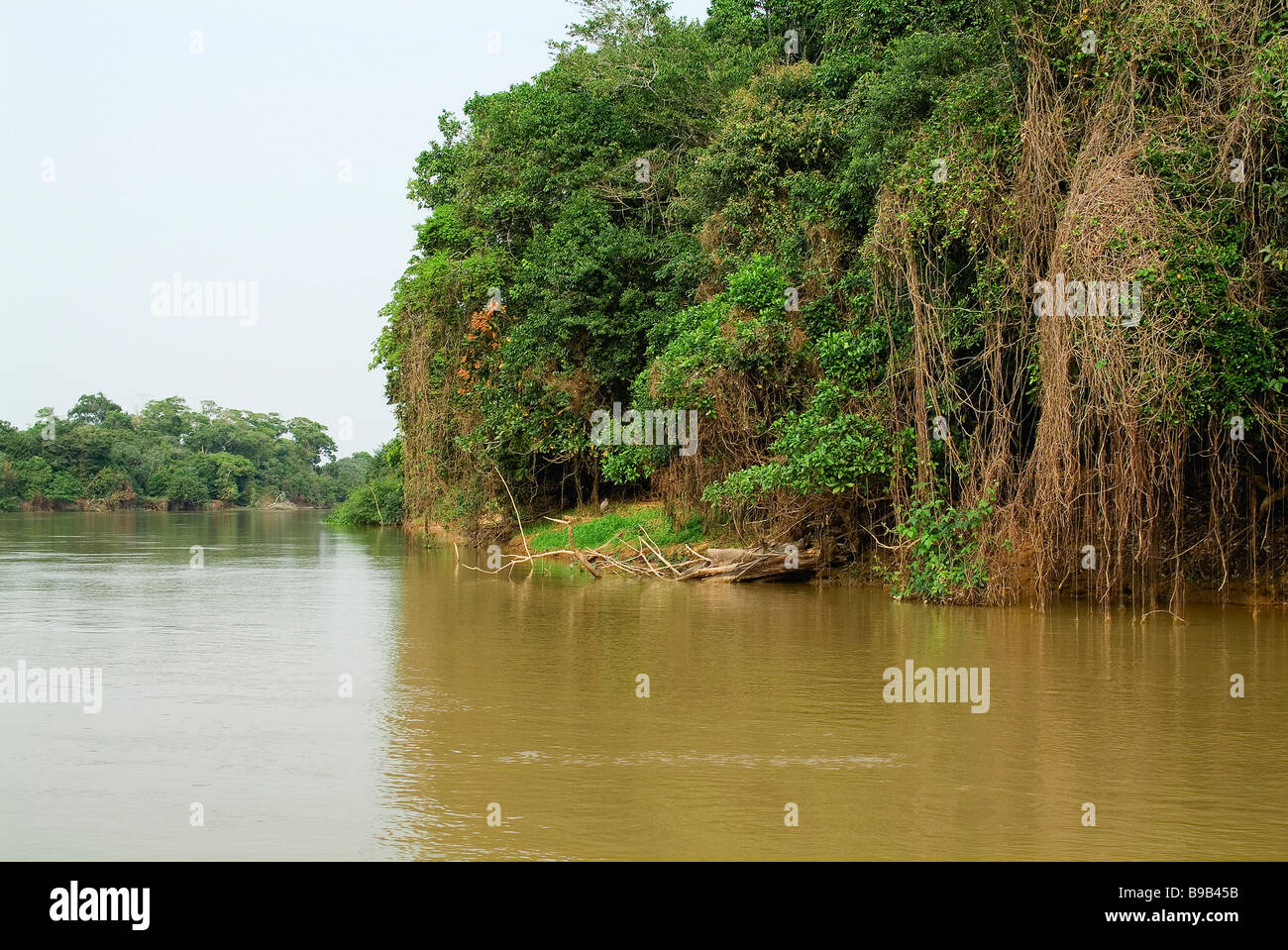 Cuiaba river Pantanal Stock Photo - Alamy