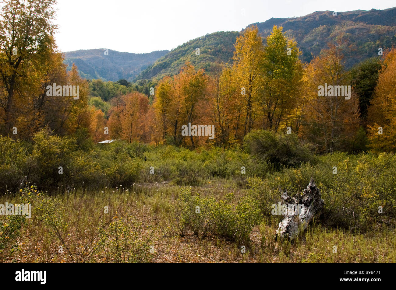 Forest of Southern Beeches (Nothofagus Macrocarpa) in fall colors ...
