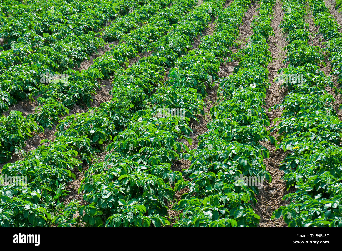 The potato field hi-res stock photography and images - Alamy