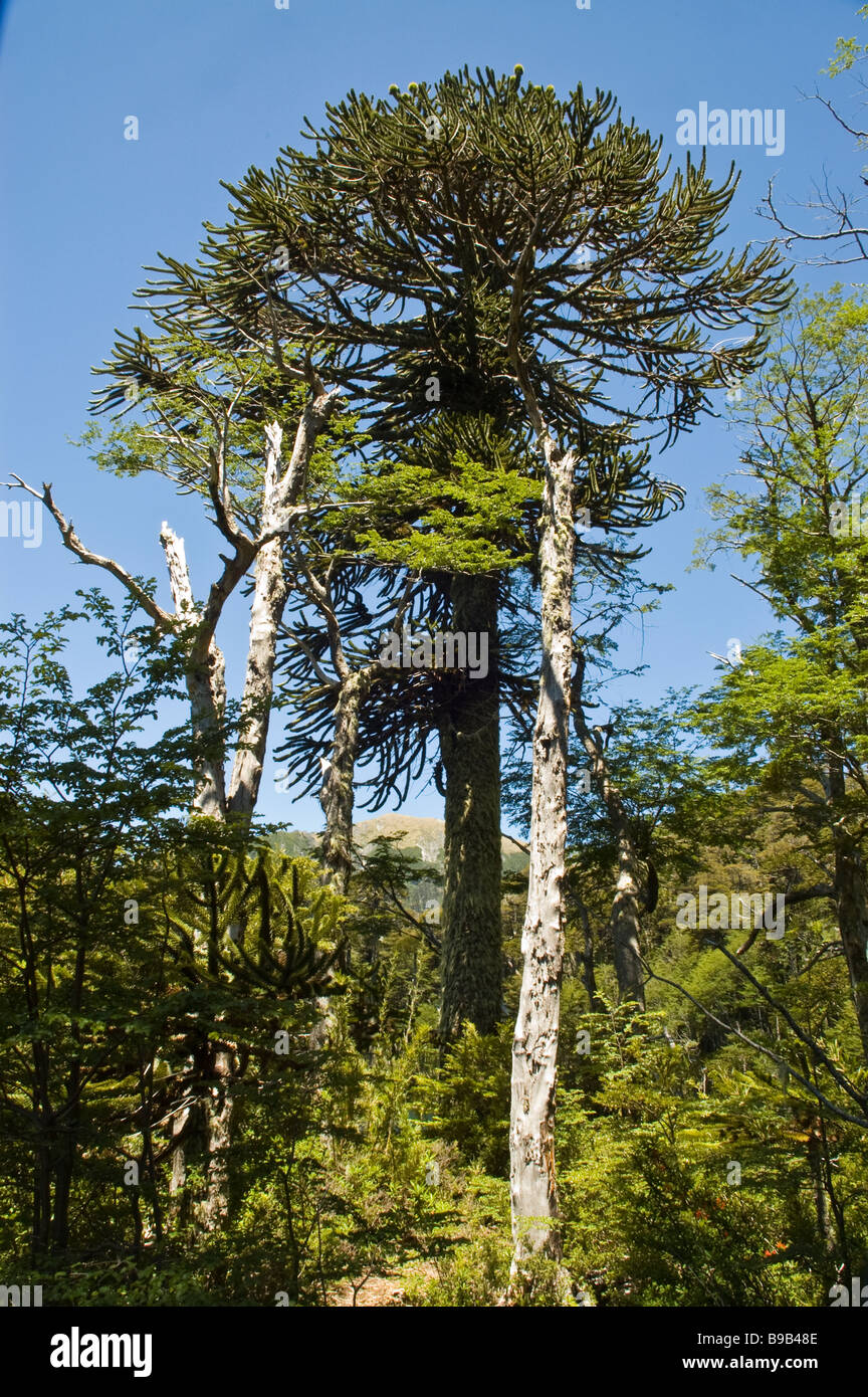 Forest of Pehuén, Araucaria araucana tree (Monkey-puzzle) in Huerquehue ...