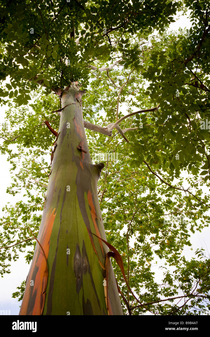 Rainbow Gum Tree In Farmville