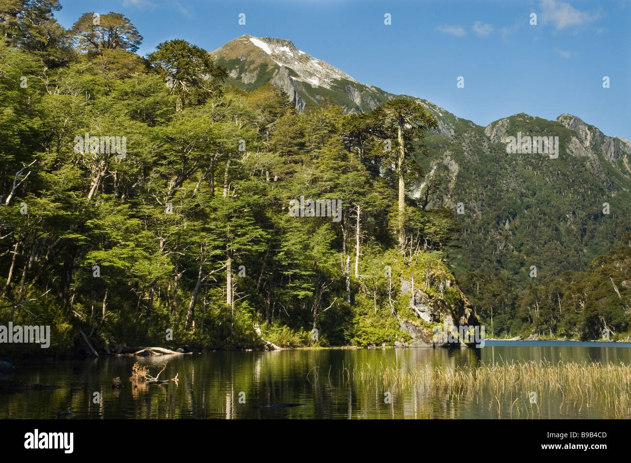Forest of Pehuén, Araucaria araucana tree (Monkey-puzzle) in Huerquehue ...