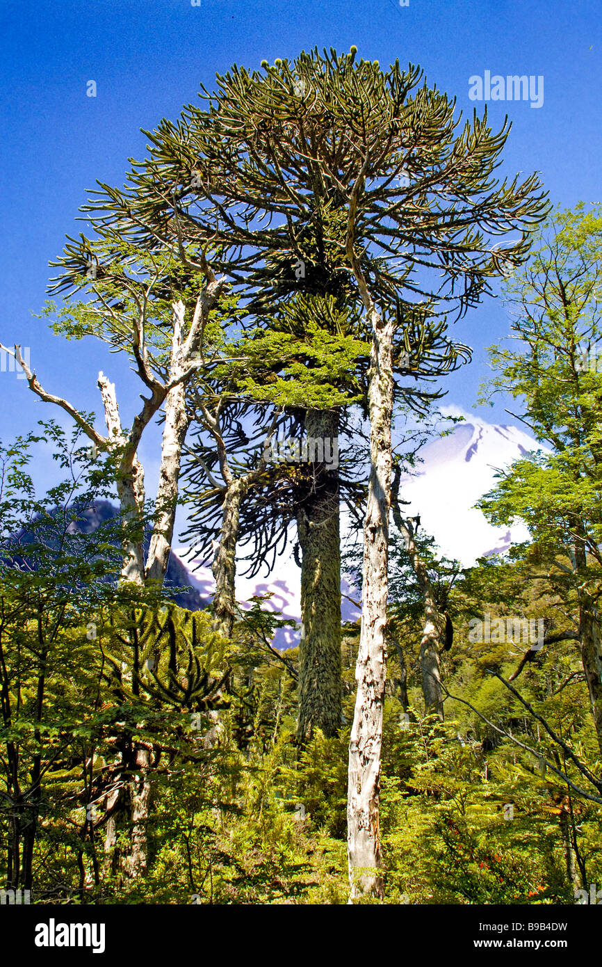 Forest of Pehuén, Araucaria araucana tree (Monkey-puzzle) in Huerquehue ...