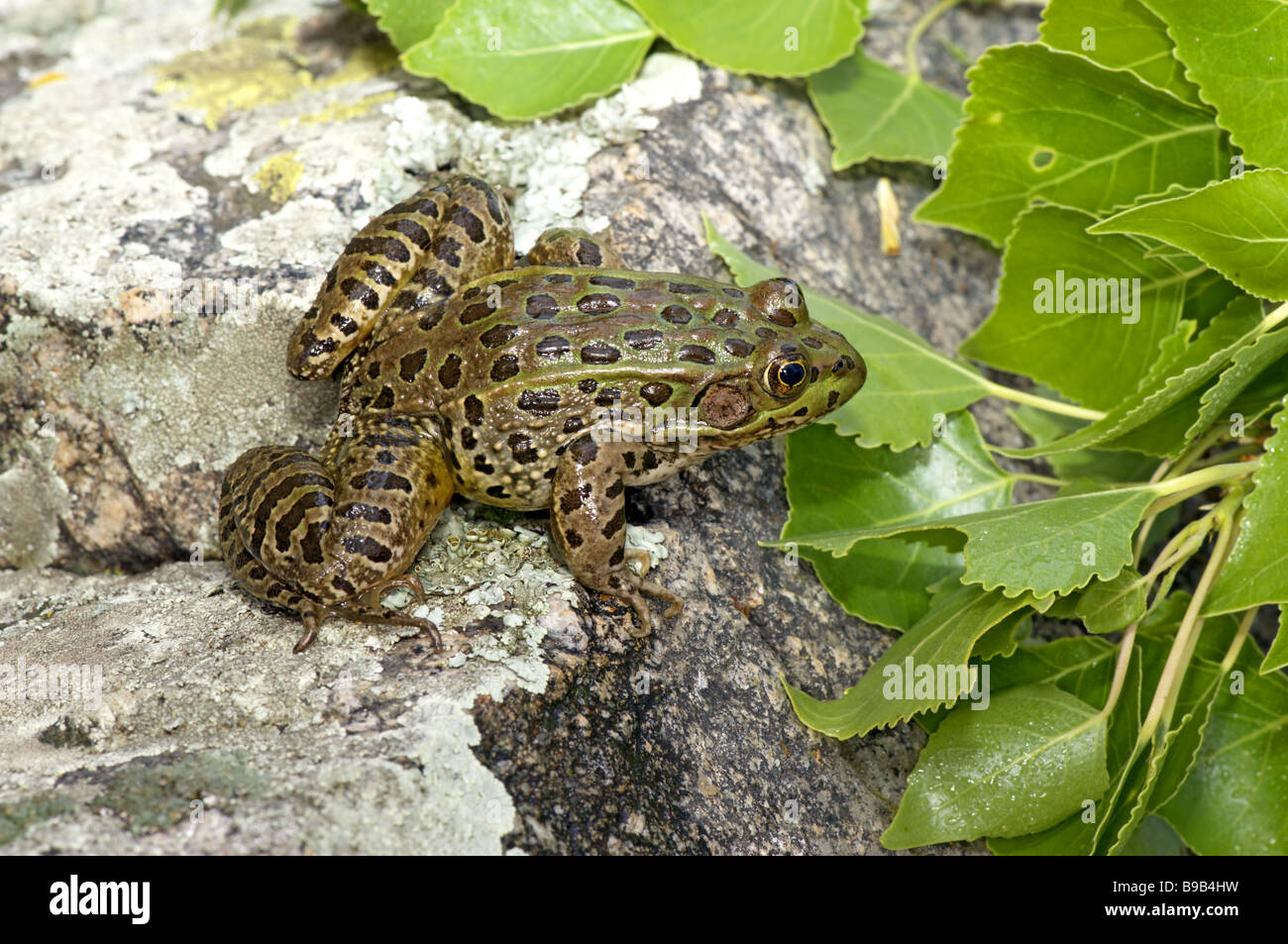 Chiricahua Leopard Frog Stock Photo - Alamy