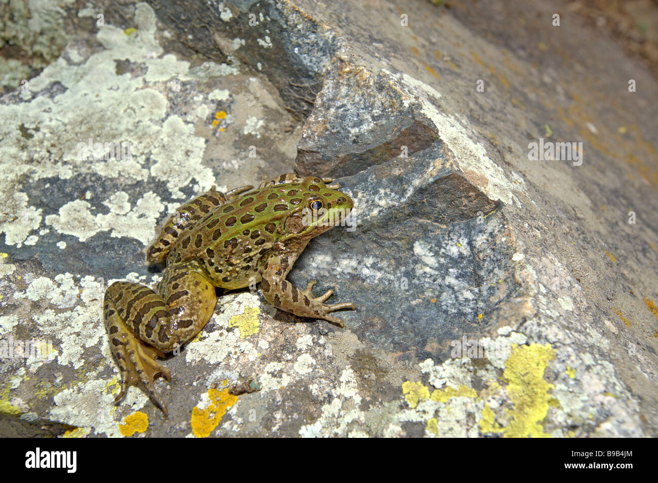Chiricahua Leopard Frog Stock Photo - Alamy