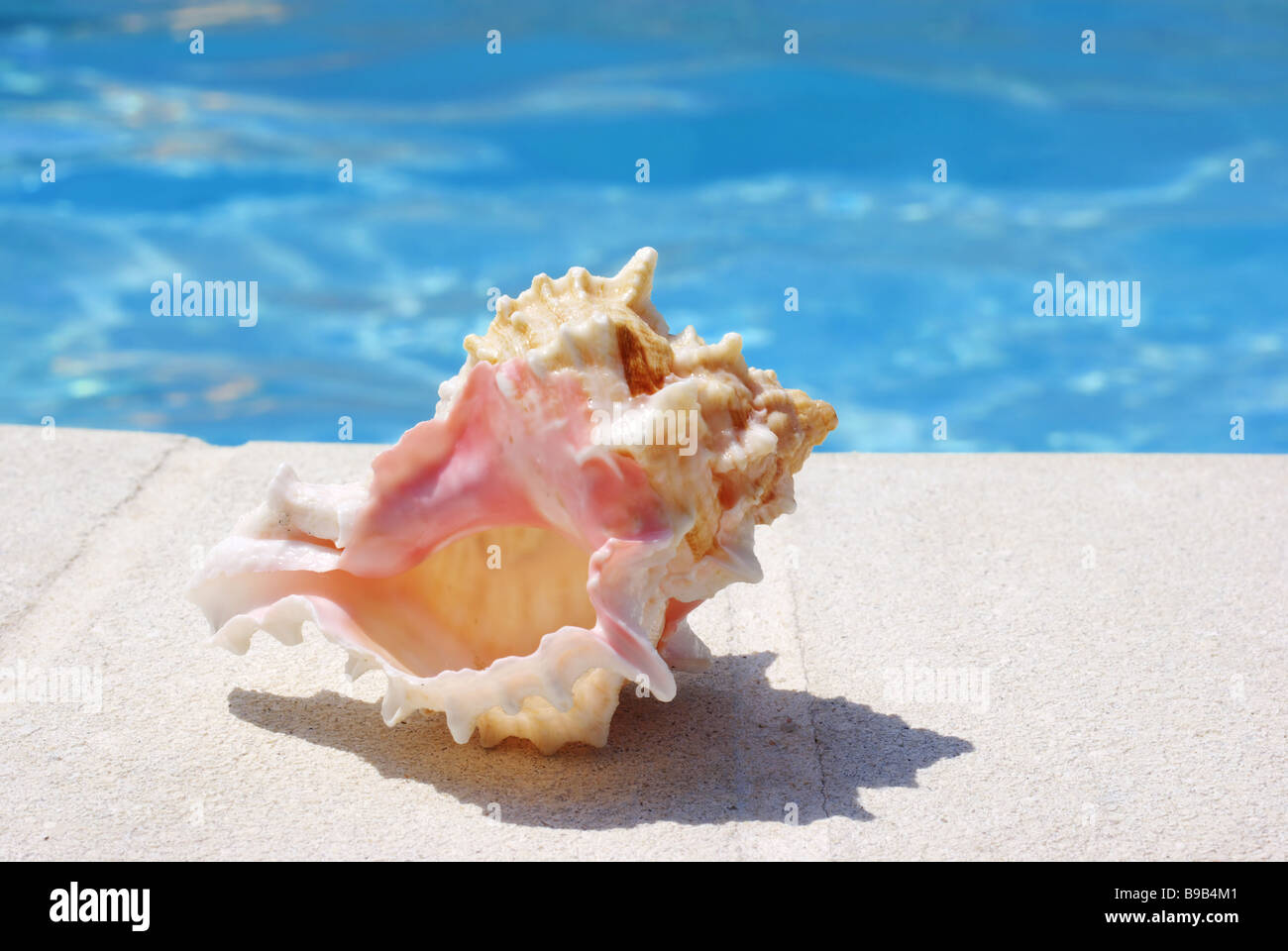 Shell by the pool side Stock Photo - Alamy