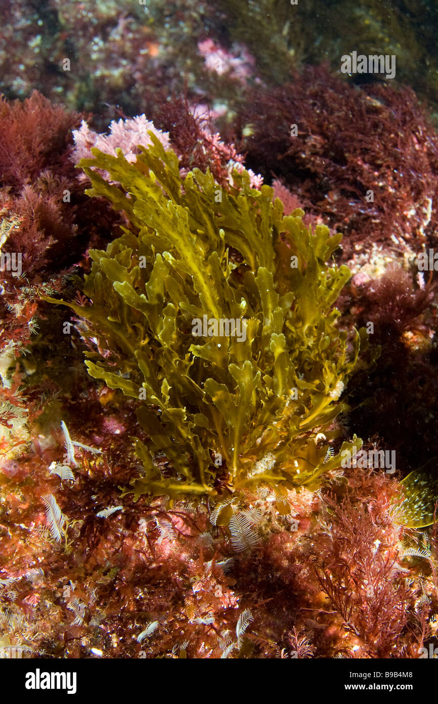Brown Algae seaweed Dictyopteris undulata San Benito Island Baja ...