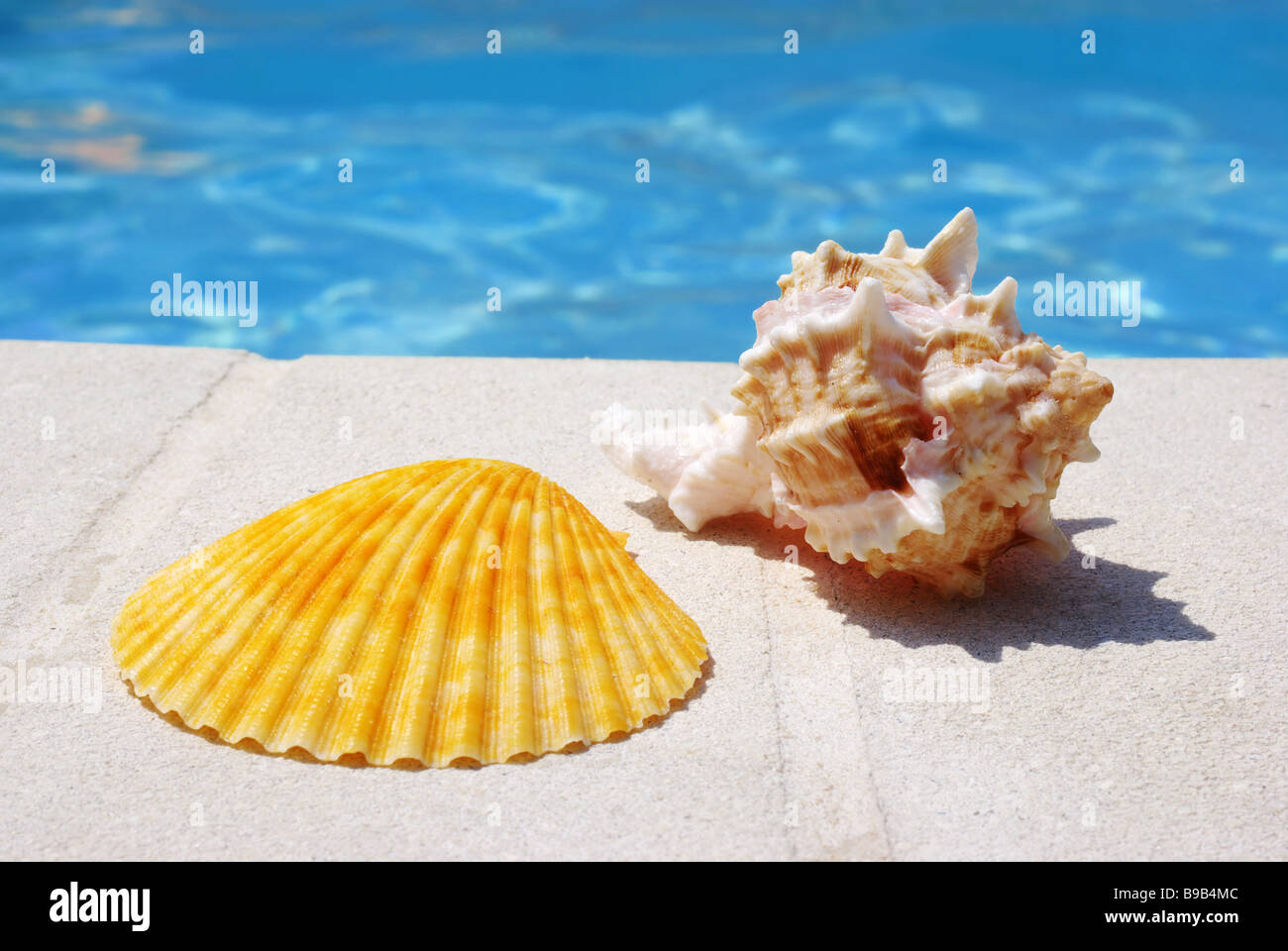 Pool shell hi-res stock photography and images - Alamy