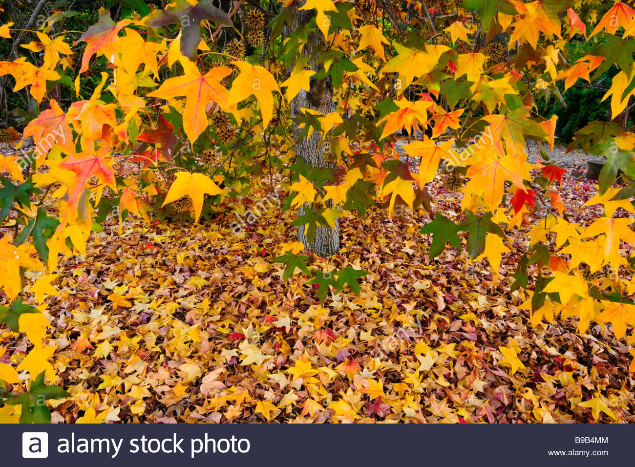 Liquid Amber Tree Leaves High Resolution Stock Photography and Images ...