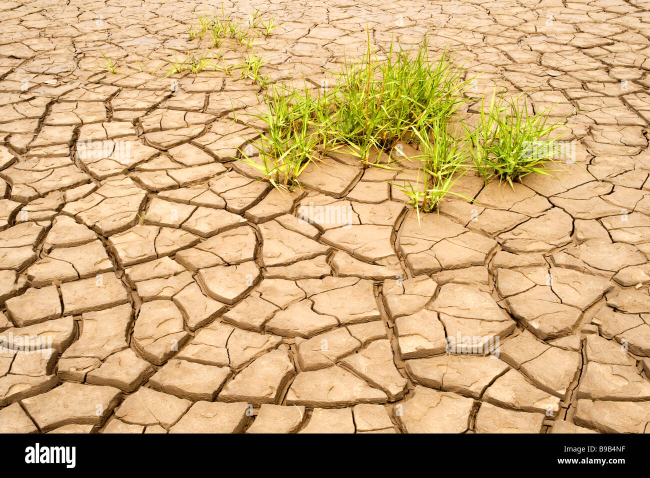 Grass growing in dried and cracked mud on a beach Stock Photo - Alamy