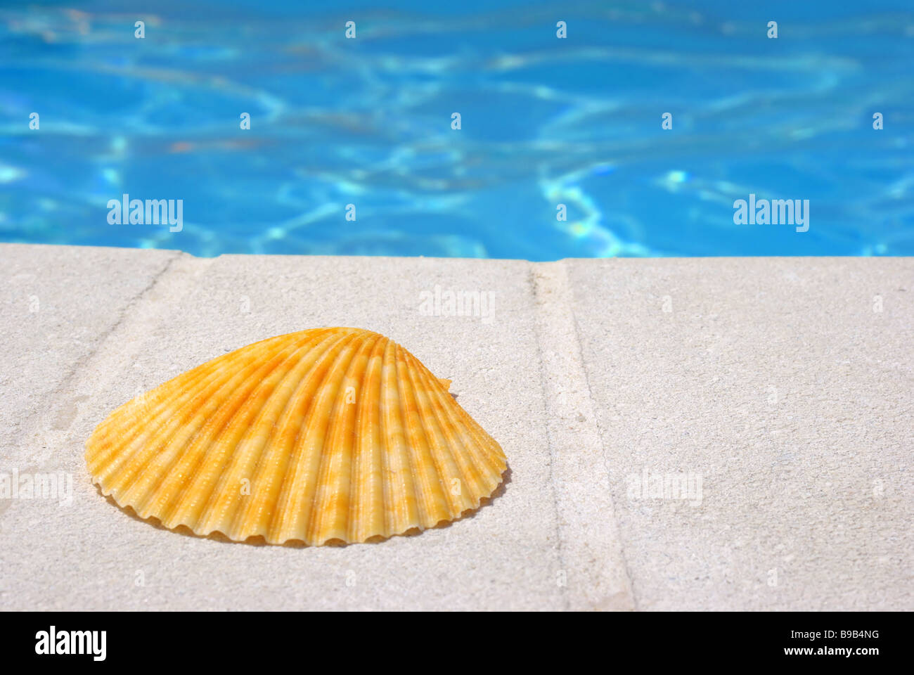 Shell by the pool Stock Photo - Alamy