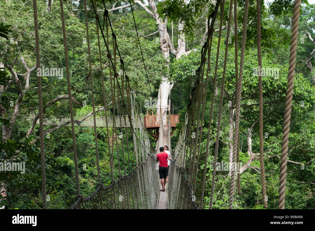 West Africa Ghana Kakum National park canopy walkway Stock Photo - Alamy